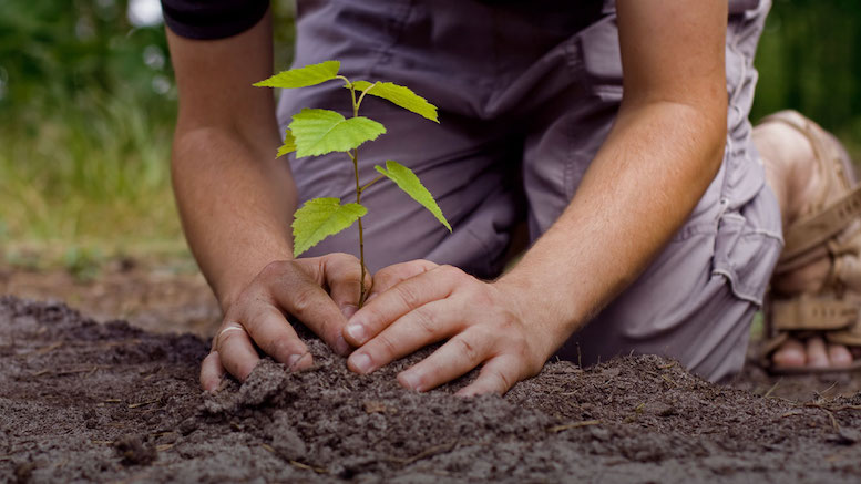 Plantare copaci. FOTO plantabillion.org – CTnews