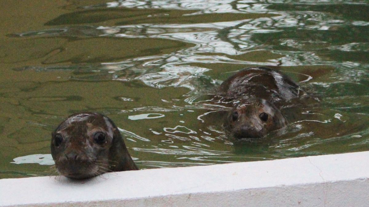 Focile de la Delfinariul Constanța. FOTO Adrian Boioglu – CTnews