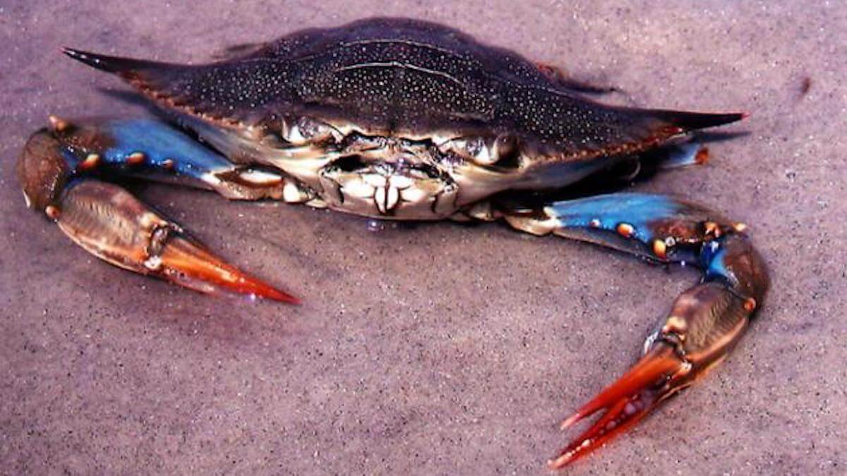 Crabul albastru nord-american. FOTO chesapeakebluecrabs.weebly.com – CTnews