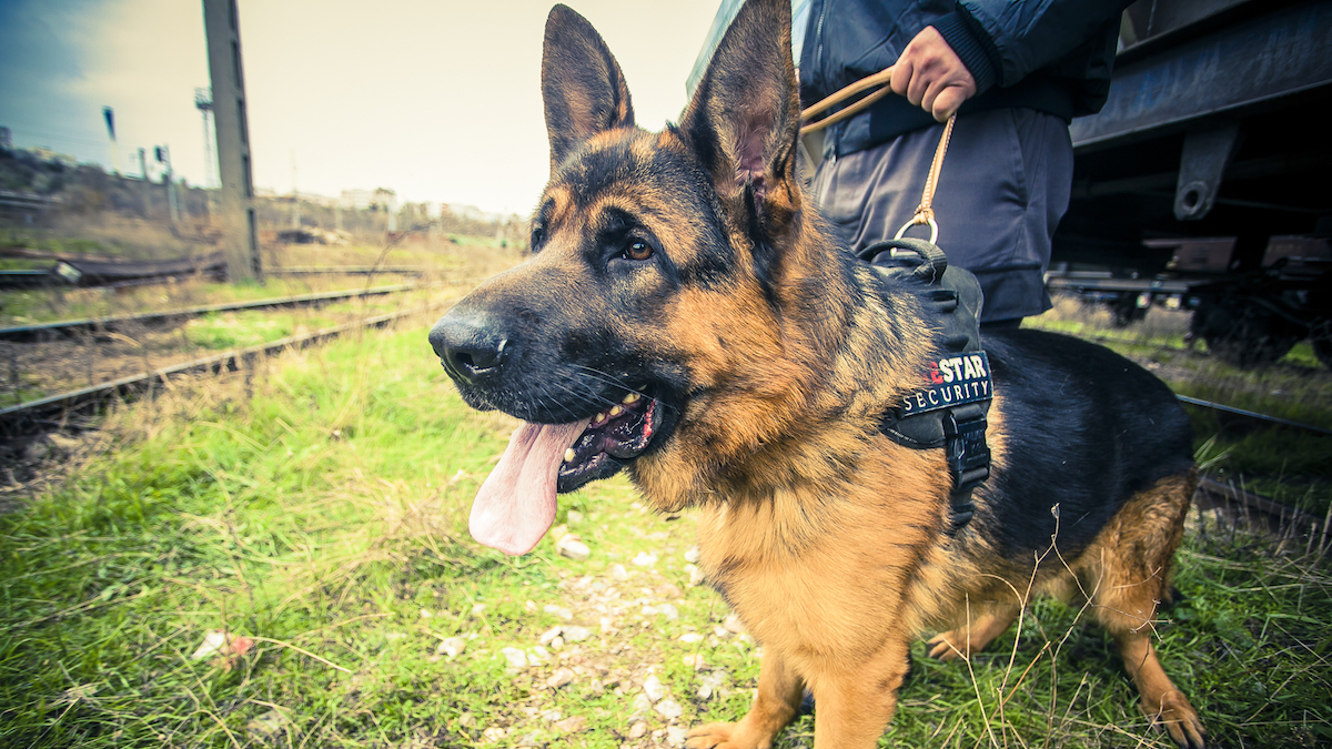 VIDEO Povestea câinilor de pază de la One Star Security. Cum sunt ...