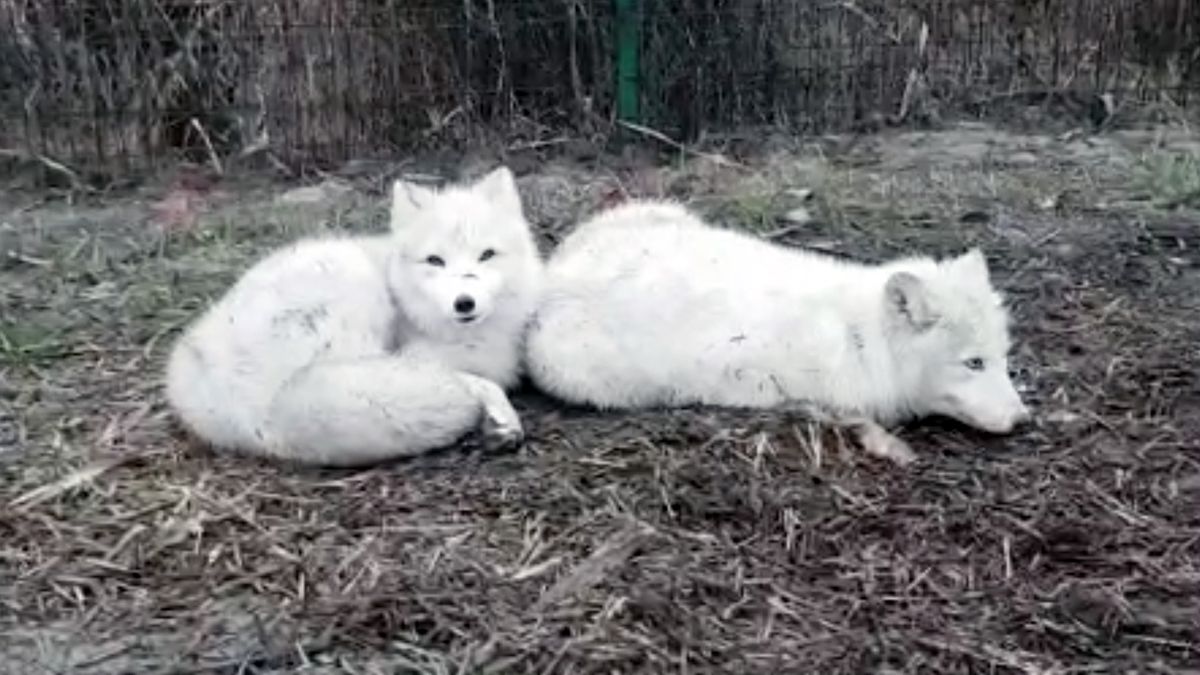 Vulpile Polare de la Microrezervația Constanța. FOTO Captură Video – CTnews