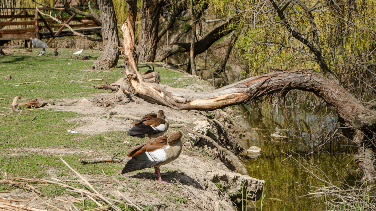 Animale pasari microrezervatie CMSN (13 of 44) – CTnews