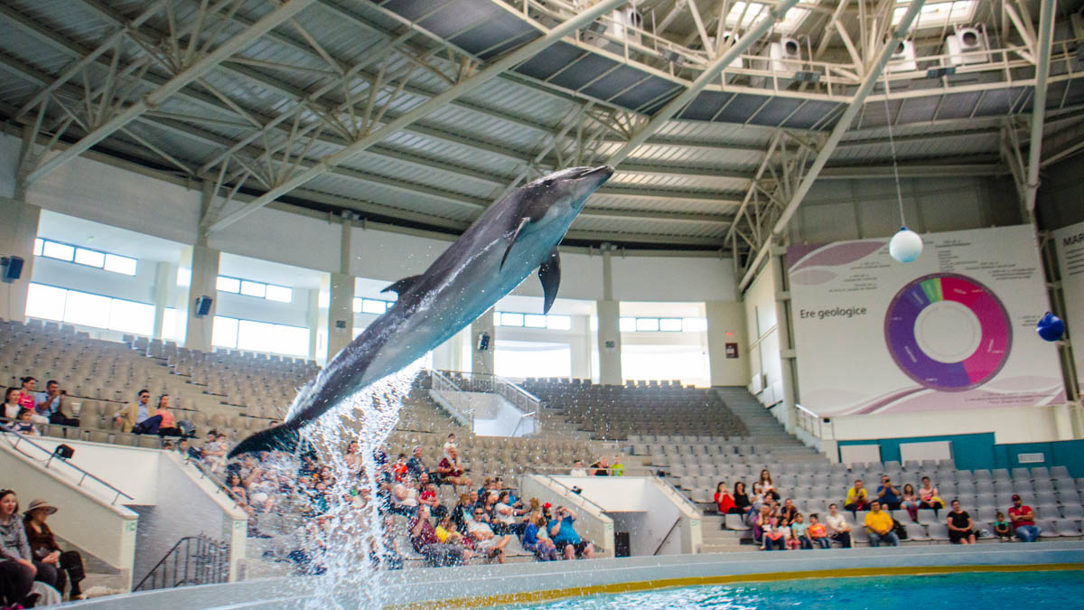 Delfini Delfinariu (18) – CTnews