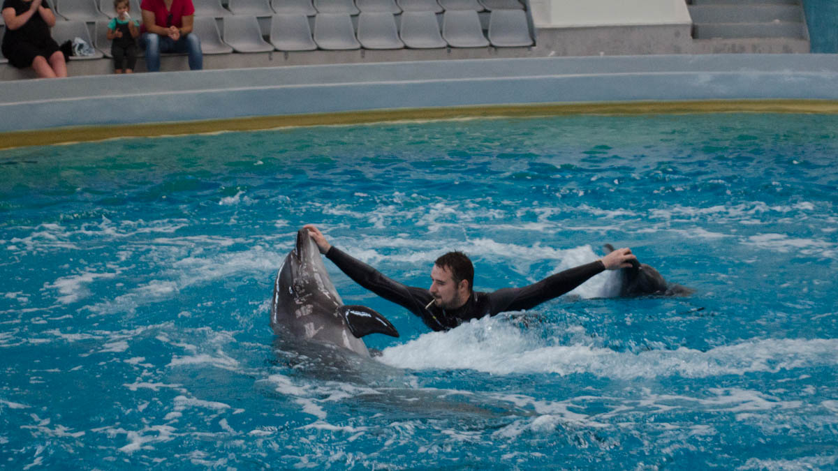 Demonstrație la Delfinariul Constanța. FOTO Cătălin Schipor – CTnews