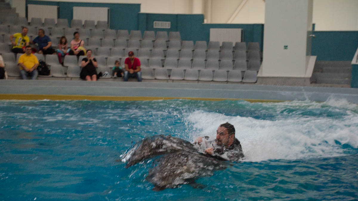 Reprezentație de Ziua Națională la Delfinariul din Constanța – CTnews