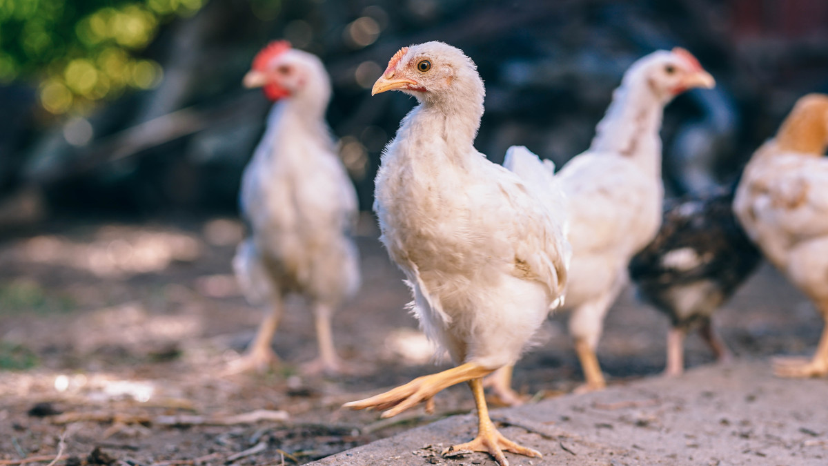 fancycrave pui gaina – CTnews