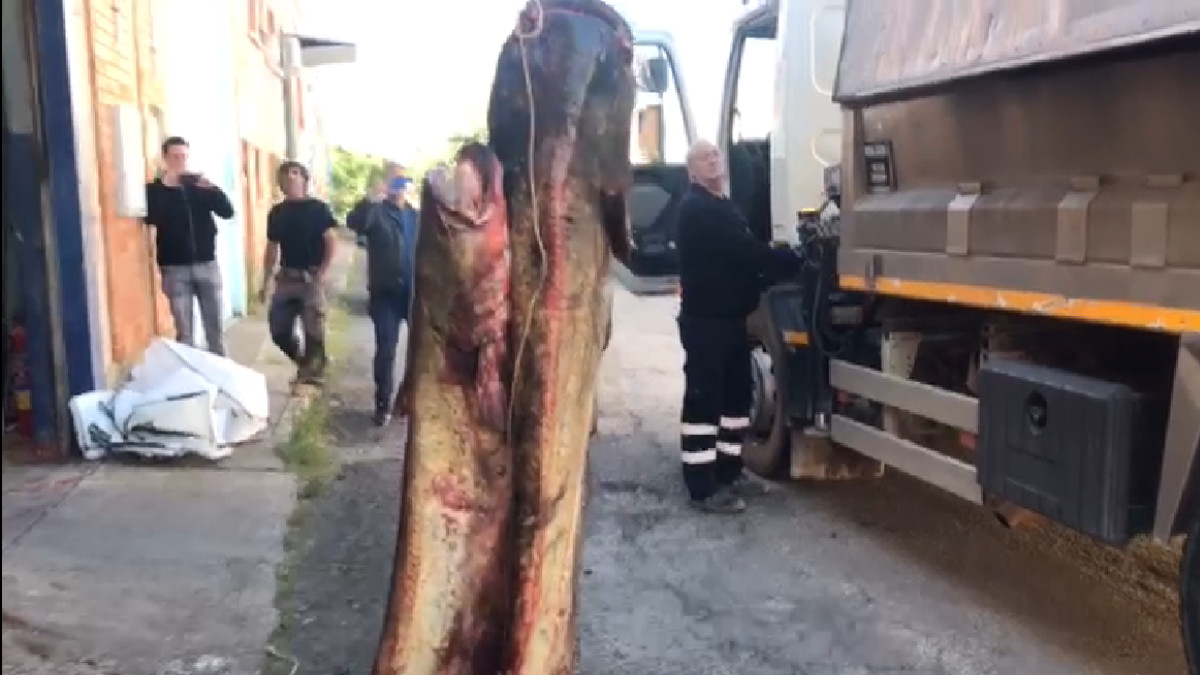 Anchetatorii spun că peștele adus de rețeaua internațională în România ...