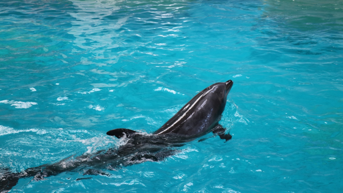 Delfinariul din Constanța. FOTO Adrian Boioglu – CTnews