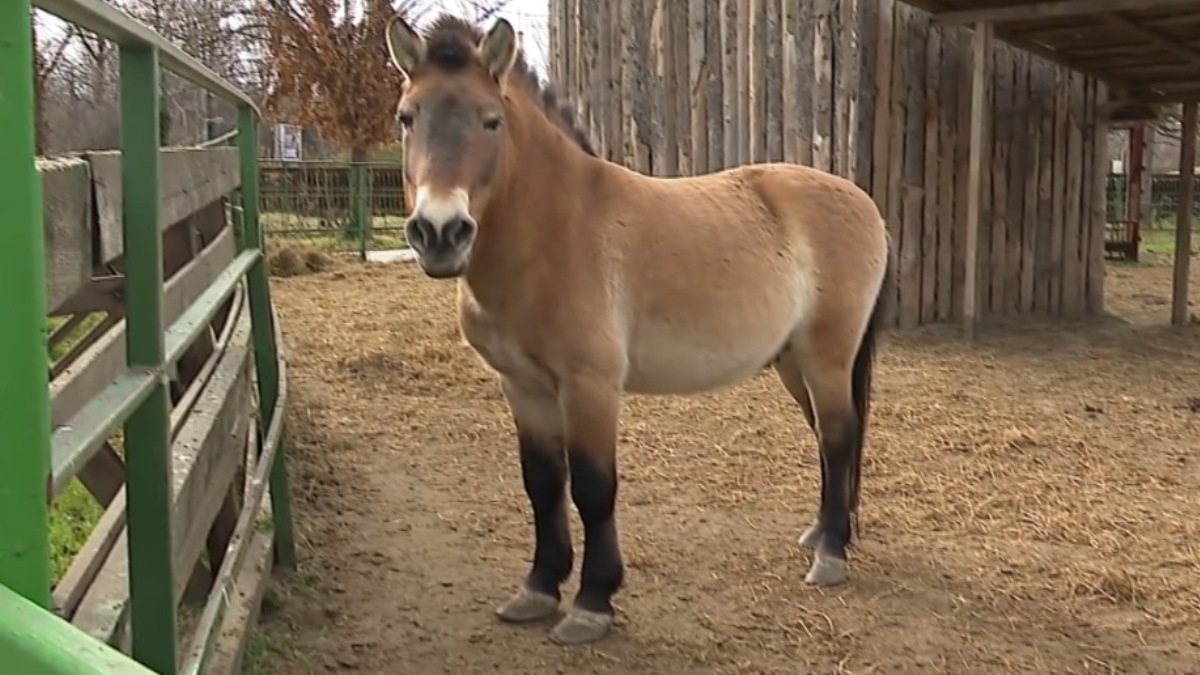 VIDEO Un cal sălbatic de la Microrezervația Constanța spune povestea ...