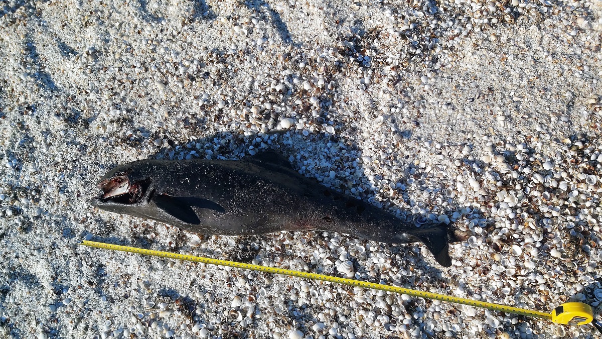 Semnal de alarmă: la jumătatea anului 2020, numărul de delfini eșuați ...