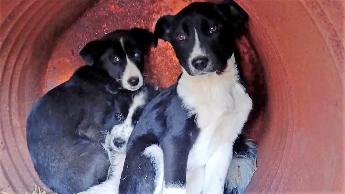 Câinii comunitari sunt adunați de Primăria Constanța în funcție de ...