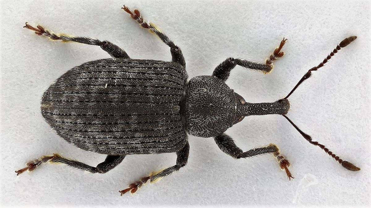 În rezervația „Dunele Marine de la Agigea” a fost identificată o nouă ...