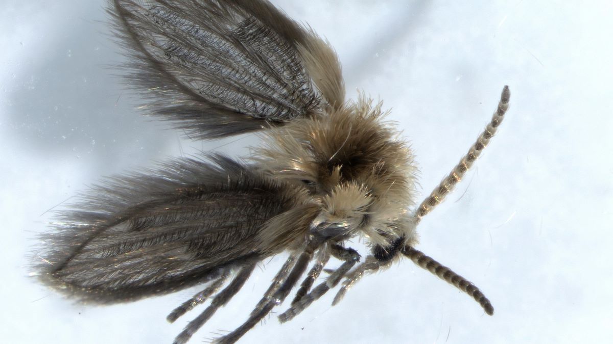 FOTO Doua noi specii de insecte au fost identificate, pentru prima dată ...