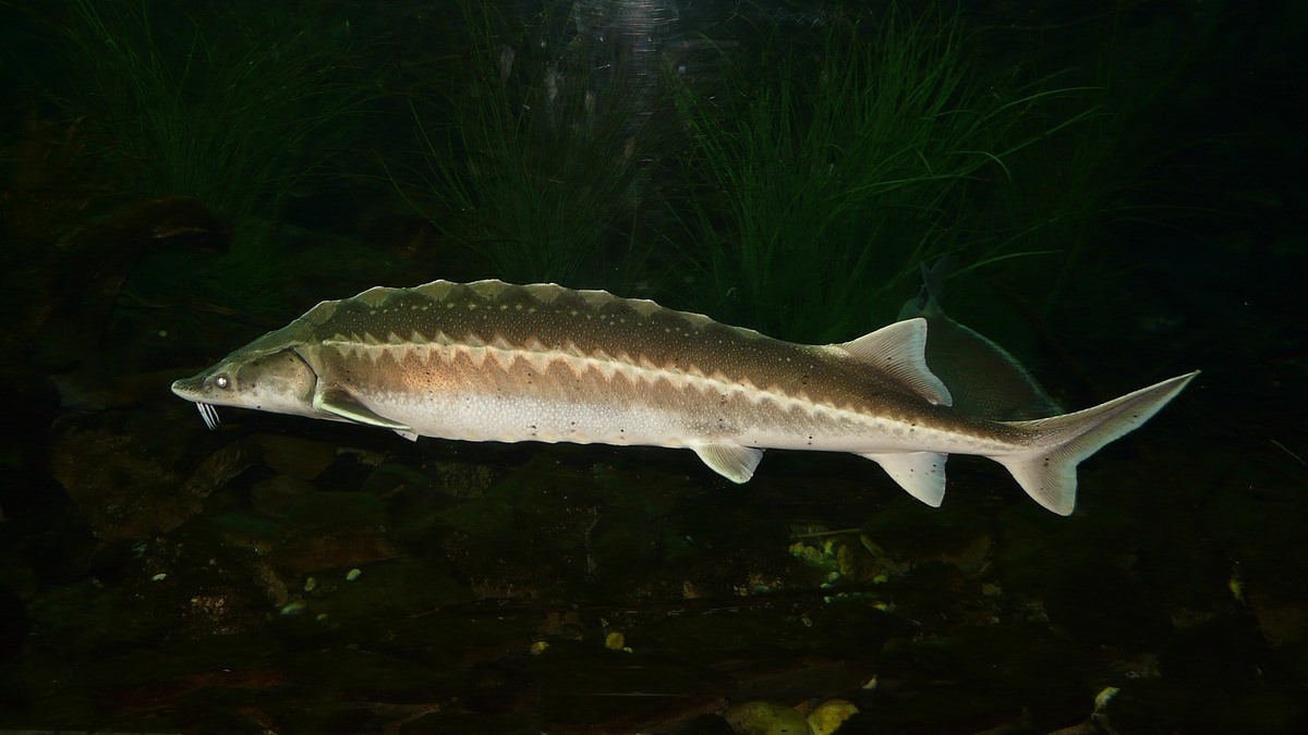 Șase exemplare de sturion redate mediului natural, 110 kilograme de ...