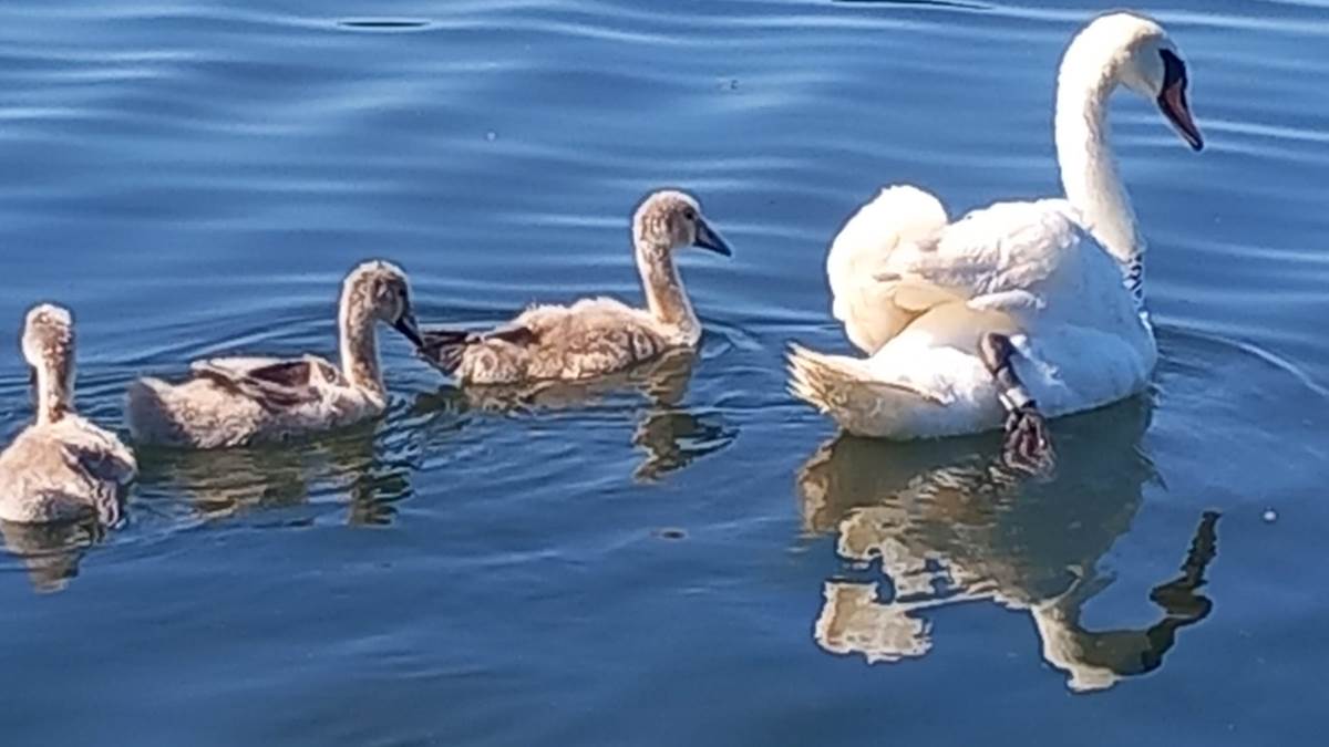 O lebădă cu pui de pe lacul Neptun a fost salvată de jandarmi – CTnews