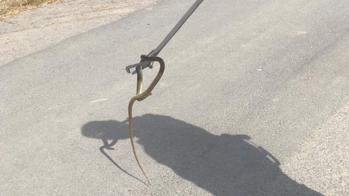 VIDEO Jandarmii constănțeni au capturat un șarpe de peste 2 metri ...