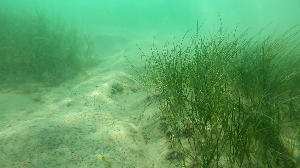 Pajiști de iarbă de mare și alge brune în Marea Neagră – CTnews